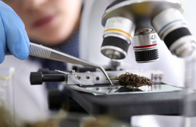 DEA Wants to Double Amount of Weed For Marijuana Research